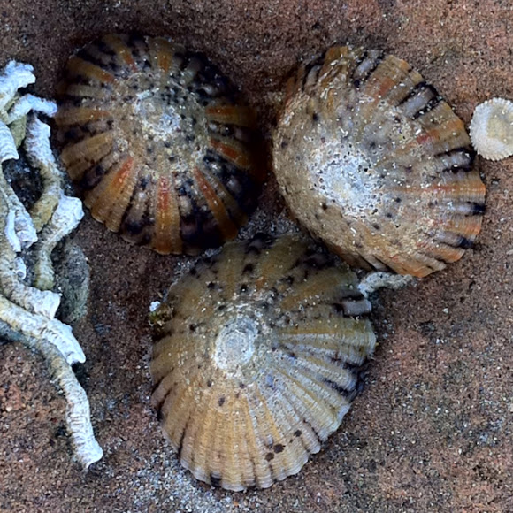 Variegated limpet | Project Noah