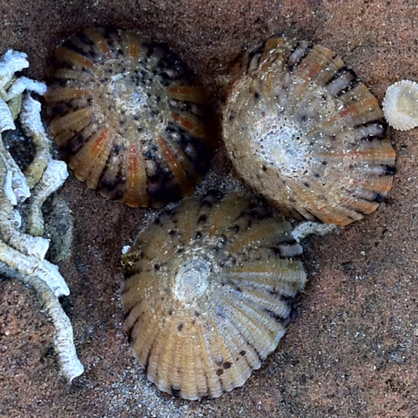 Variegated limpet | Project Noah