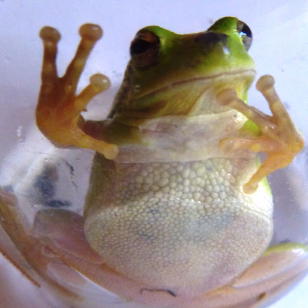 Stripeless tree frog | Project Noah