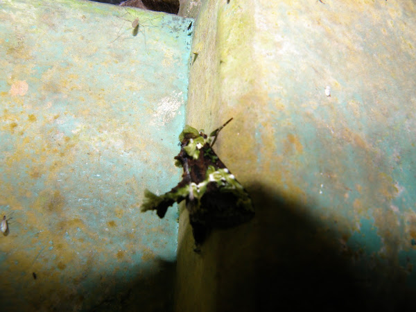 Spotting | Project Noah