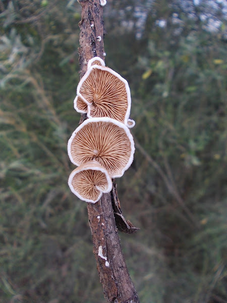 Variable Crepidotus | Project Noah