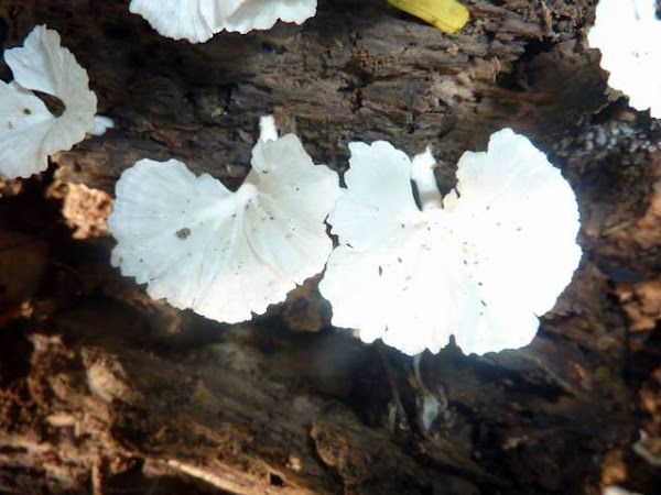 hongo | Project Noah