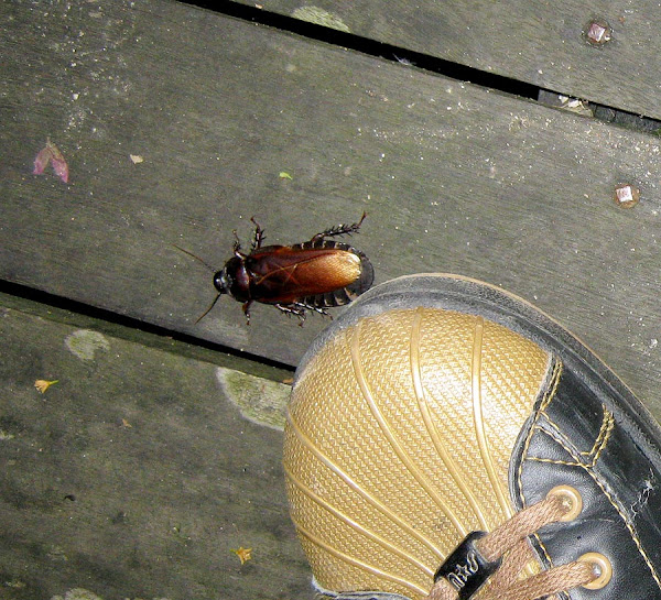 Giant Forest Roach | Project Noah