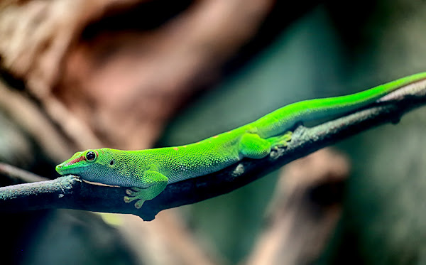 Green Day Gecko | Project Noah