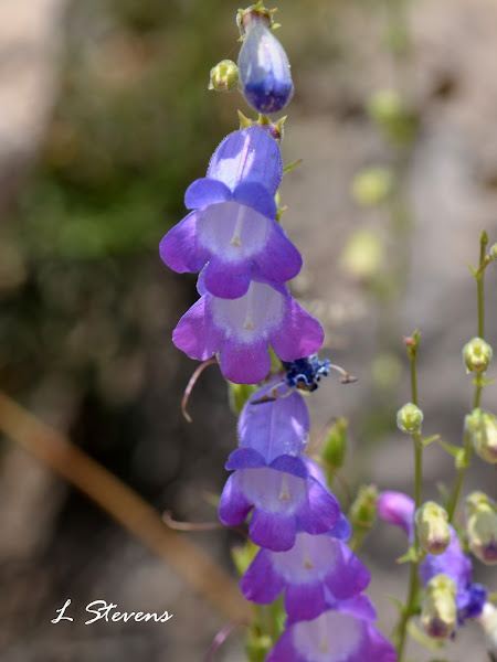 Mexican Blue Penstemon; Gentian Blue Penstemon | Project Noah