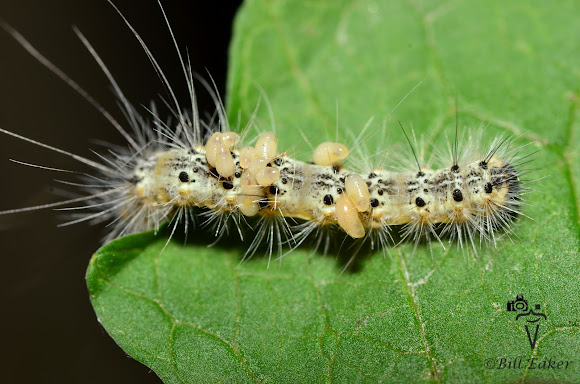 Fall Webworm Moth Caterpillar with Parasitic Wasp Larvae | Project Noah