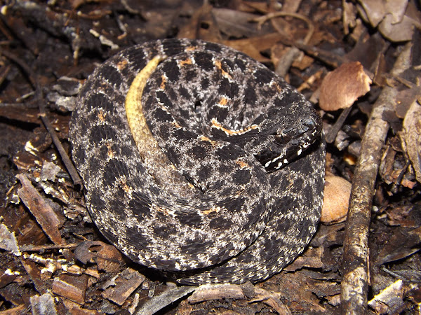 Dusky Pigmy Rattlesnake | Project Noah