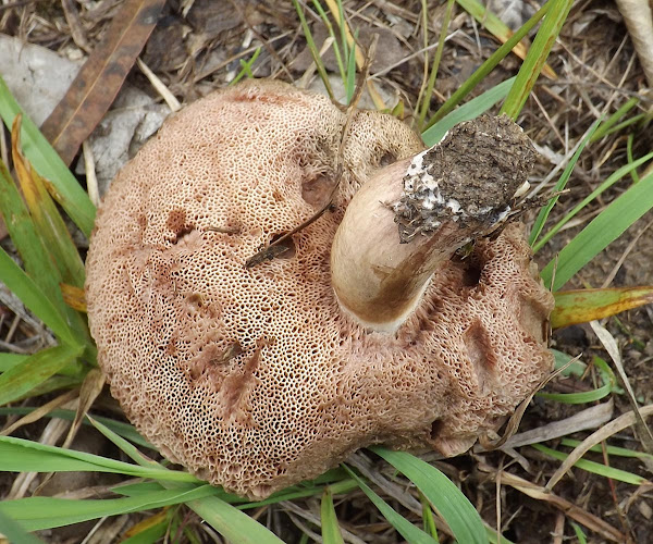 Red-staining Stalked Polypore Fungi | Project Noah