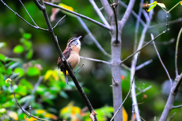 Carolina Wren | Project Noah
