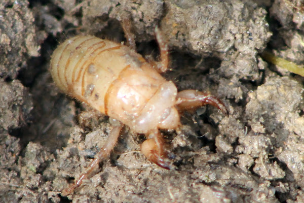 Cicada nymph | Project Noah