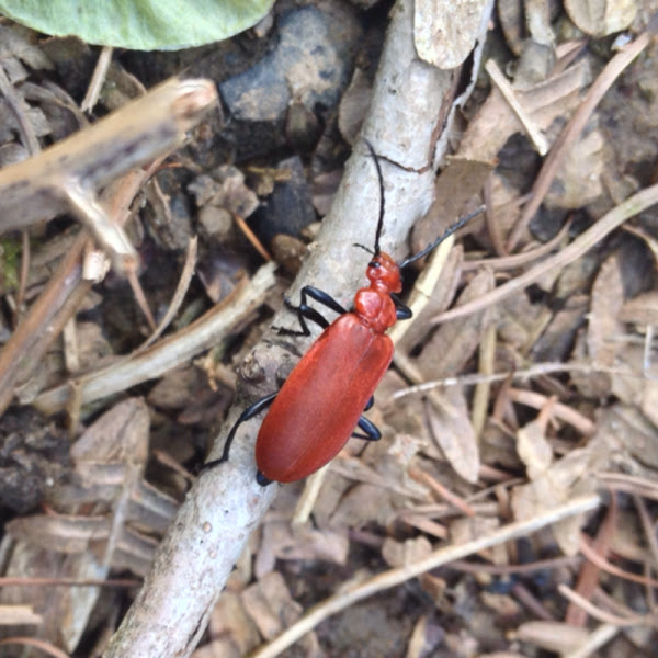 Red-headed Cardinal beetle | Project Noah