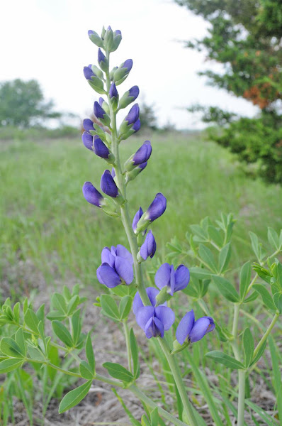 Wild blue indigo | Project Noah