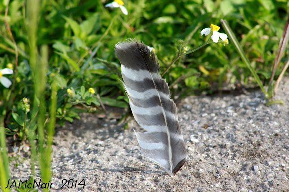 Red-shouldered Hawk (feather) | Project Noah