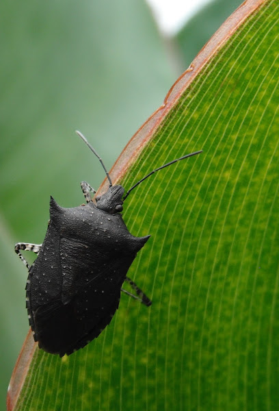 Pentatomidae | Project Noah