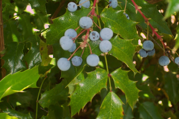 Oregon Grape | Project Noah