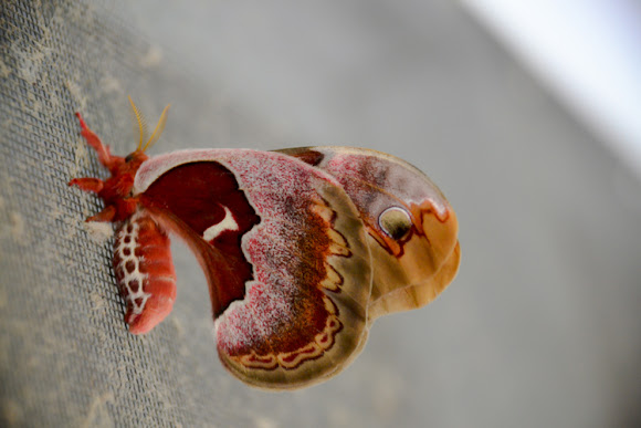 Promethea Moth | Project Noah