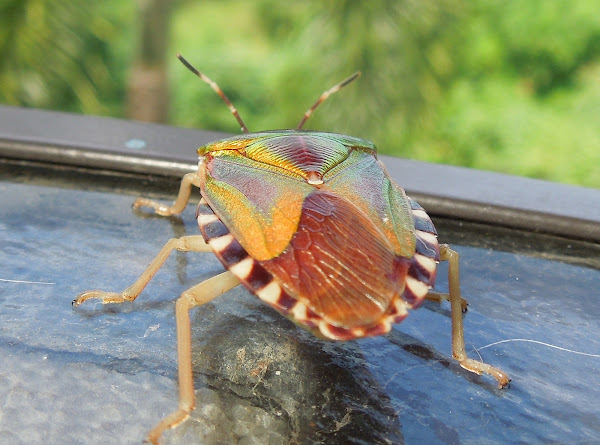 Mattiphus Shield Bug | Project Noah