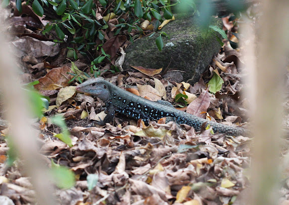 Dominican Ground Lizard | Project Noah