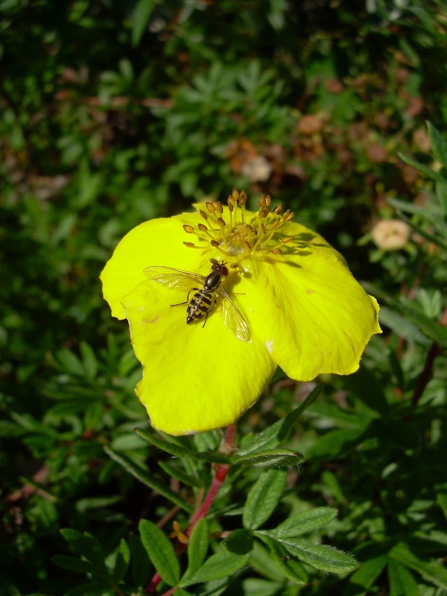 hover fly | Project Noah