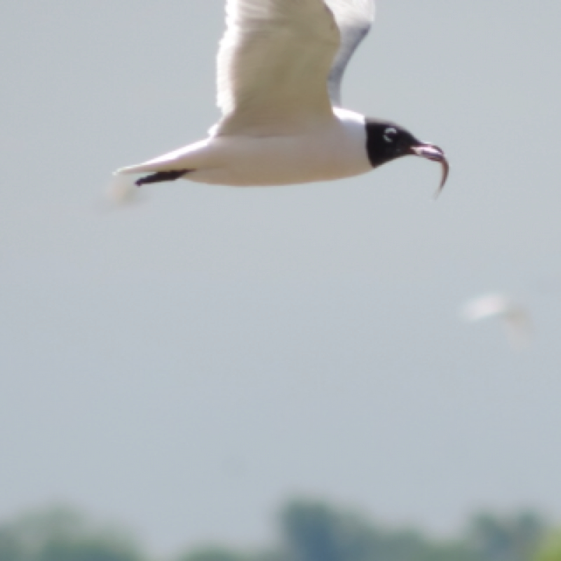 Laughing Gull | Project Noah