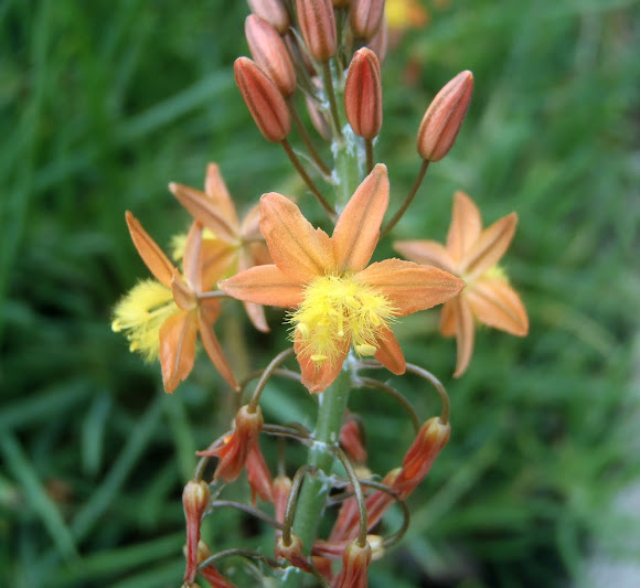 Stalked Bulbine, Orange Bulbine | Project Noah