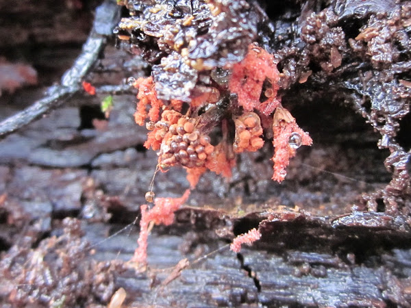 wasp nest slime mold (part1) | Project Noah