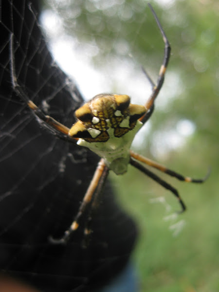 silver argiope | Project Noah