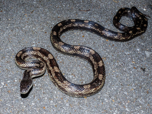 Gray ratsnake | Project Noah