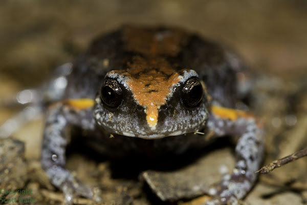 Magnificent Toadlet | Project Noah