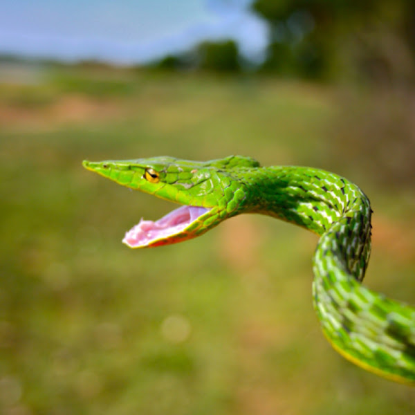 Green vine snake | Project Noah