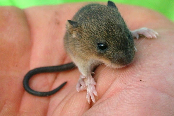 Marsh Rice Rat (juvenile) | Project Noah