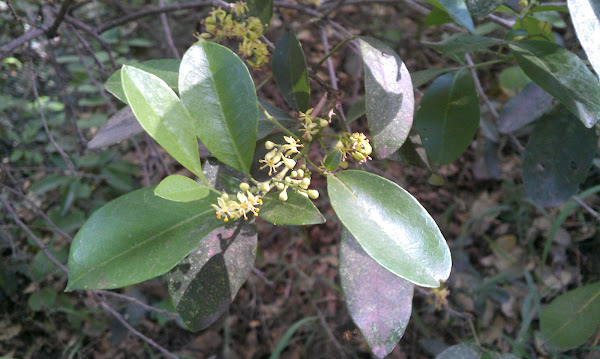 Chapote amarillo | Project Noah