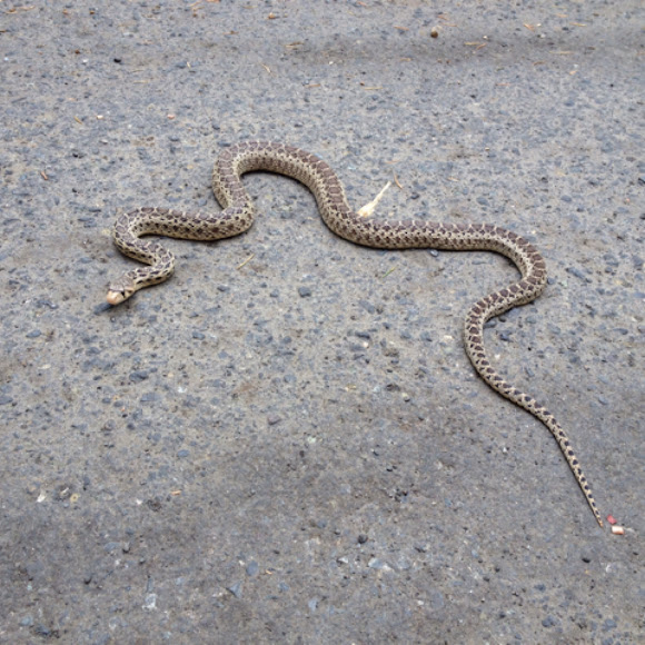 Pacific Gopher snake | Project Noah