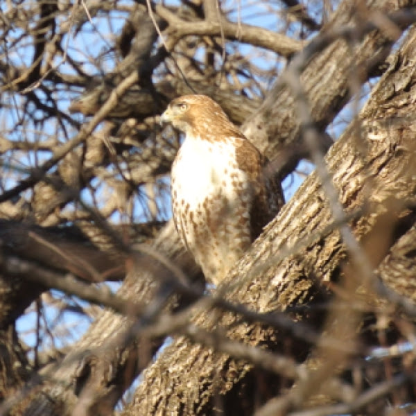 Red-tailed Hawk | Project Noah