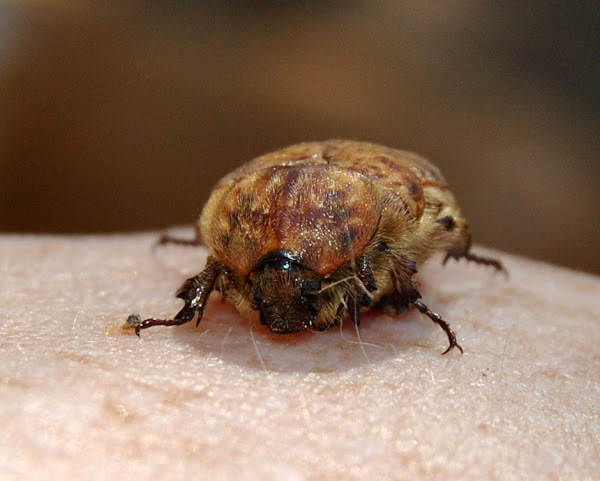 Brown Fruit Chafer Beetle | Project Noah