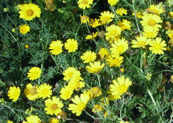 Crown Daisy | Project Noah