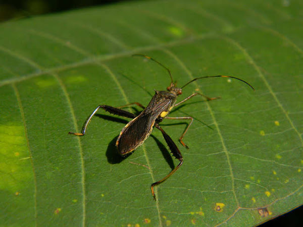 large brown bean bug, pod-sucking bug | Project Noah
