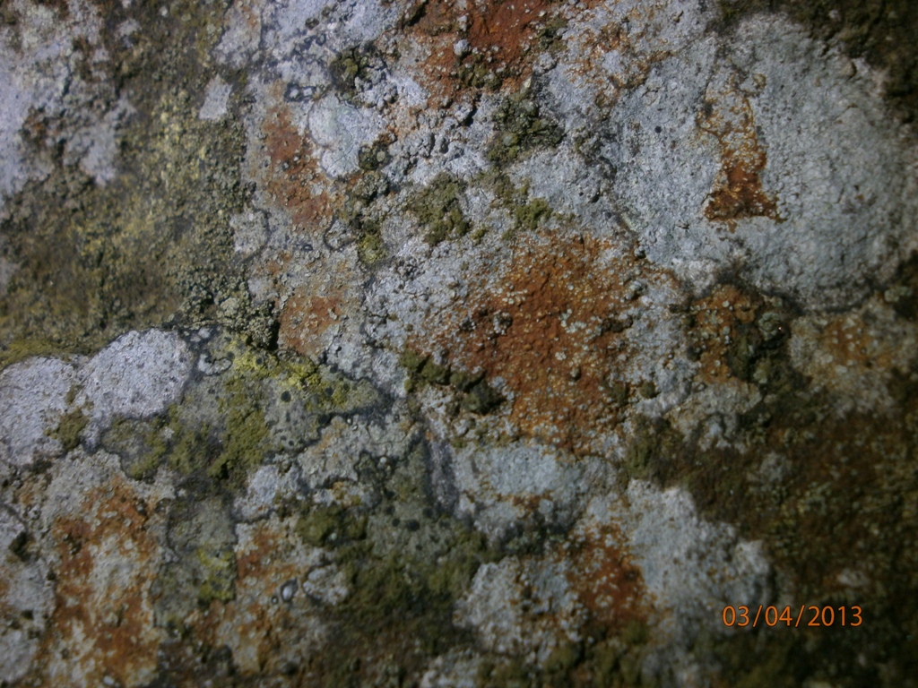 Map Lichen? | Project Noah