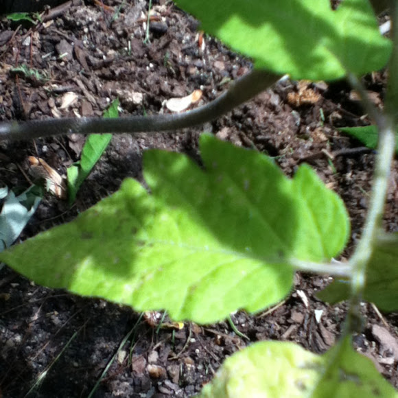 Tomato | Project Noah