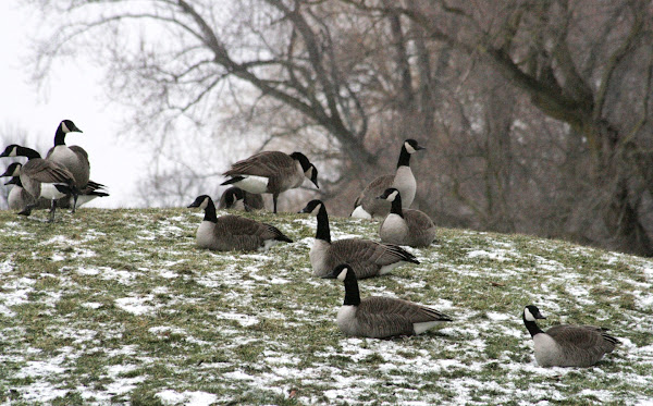 Canada Goose | Project Noah