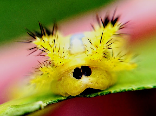 Nettle caterpillar | Project Noah