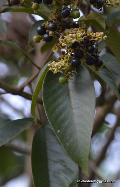 Peacock Chaste Tree | Project Noah