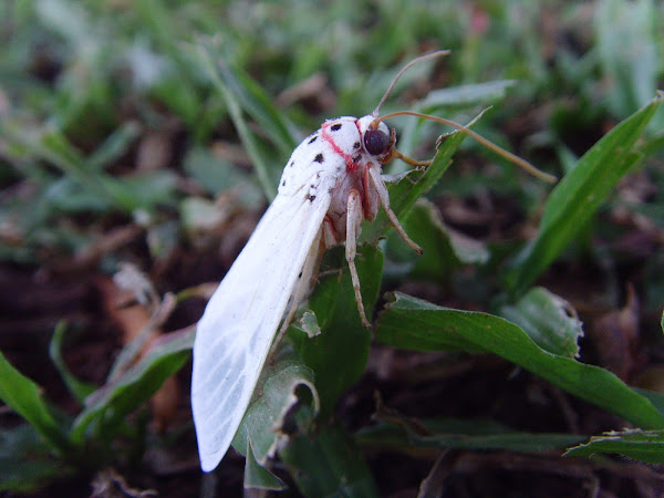 Walker's Frother | Project Noah