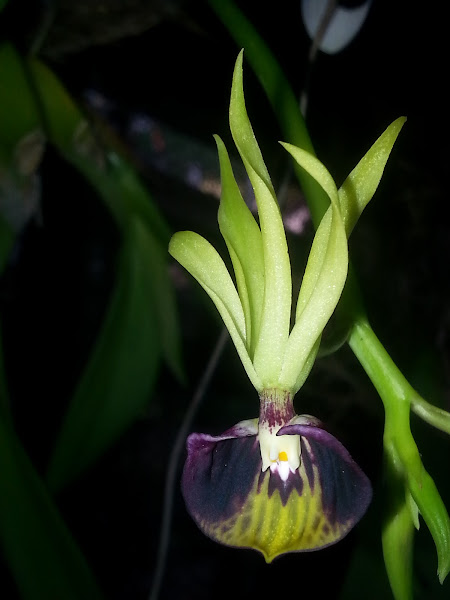 Octopus Orchid | Project Noah