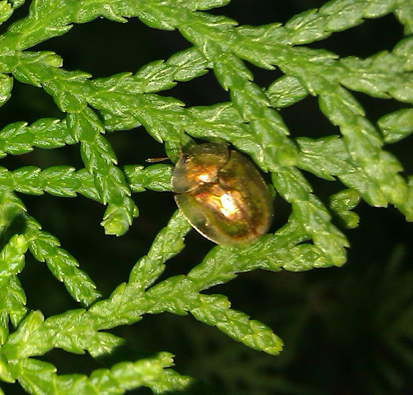Golden tortoise beetle | Project Noah