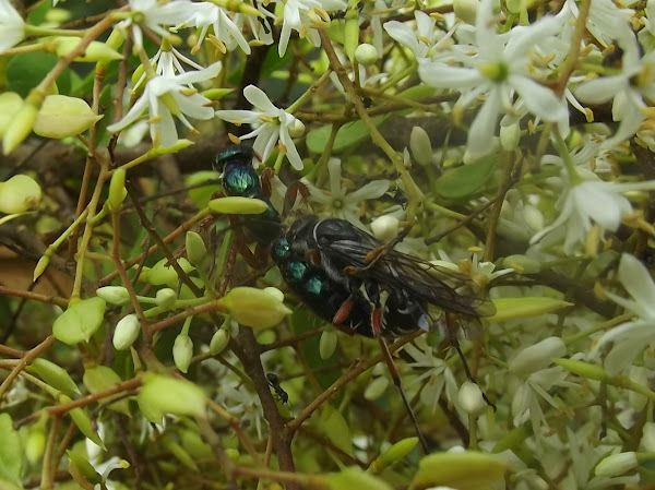 Bluebottle wasp | Project Noah