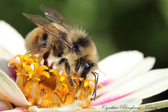 Vancouver Island Bumble Bee | Project Noah