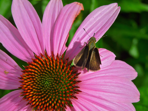 Spotting | Project Noah