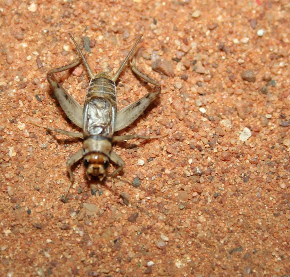 Cricket | Project Noah