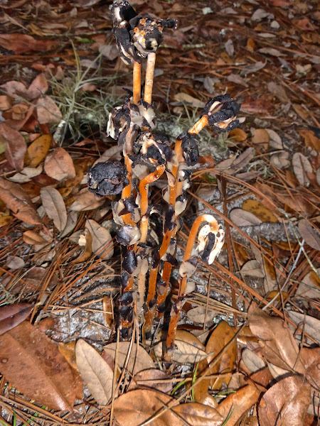 Ghost Plant | Project Noah